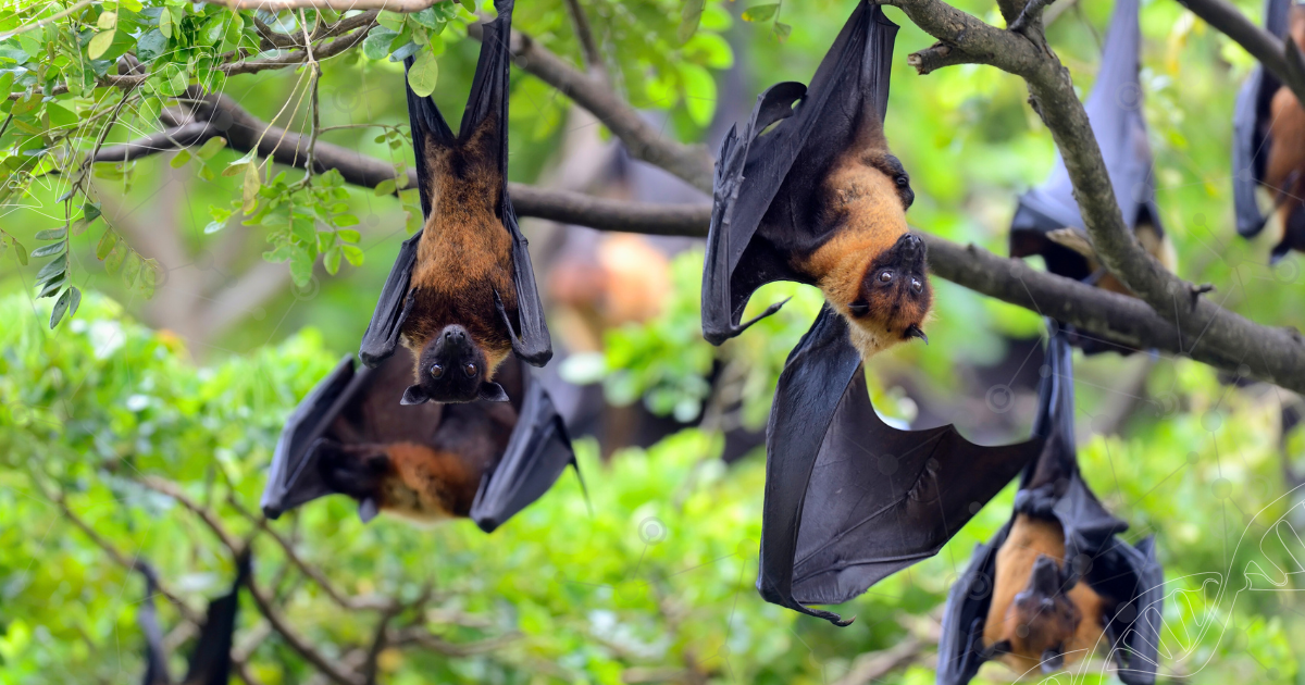 Nipah Virus 2026: Knowledge vs. Concern—A Filipino Guide to Staying Safe